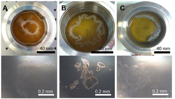 Understanding and Addressing Biofilm Formation in Tanks